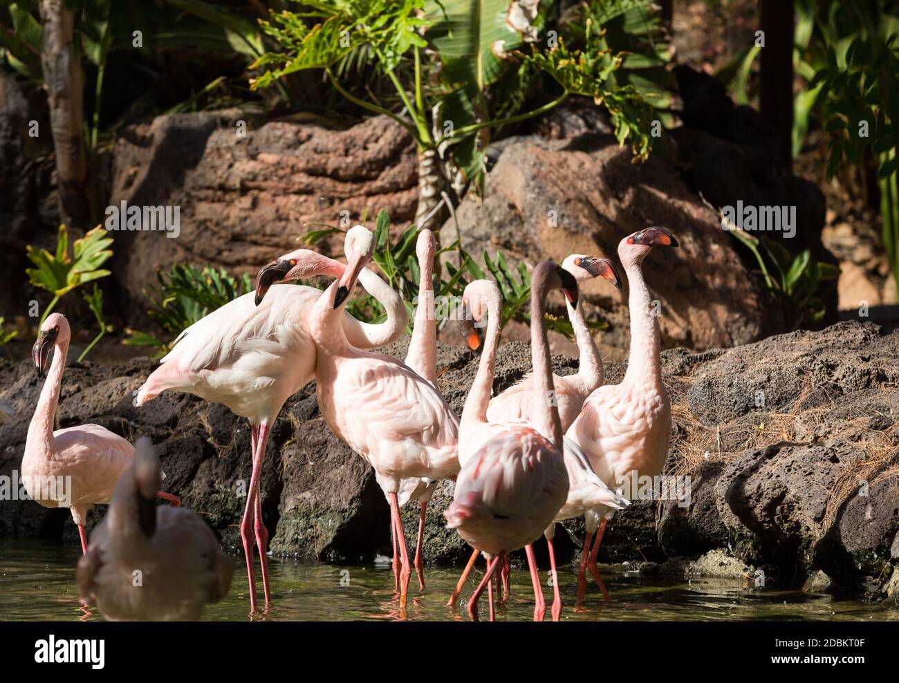 Nice pink big bird Greater Flamingo, Phoenicopterus ruber Stock Photo ...