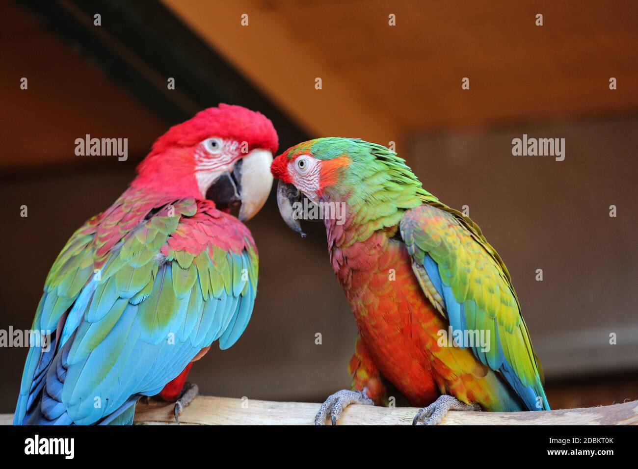 Colorful couple macaws sitting on log Stock Photo - Alamy