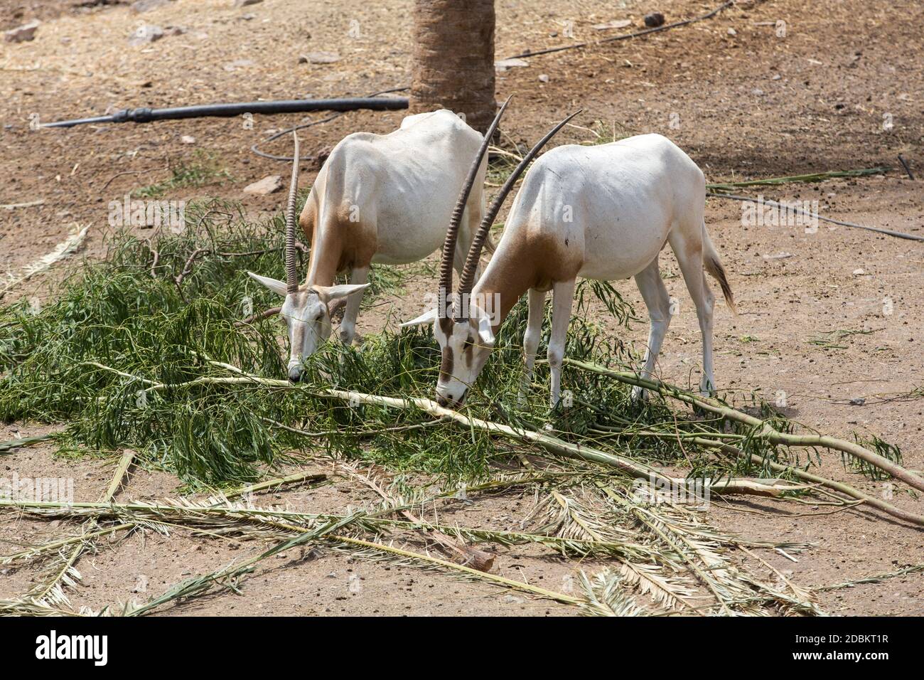 Emirate's park zoo hi-res stock photography and images - Alamy