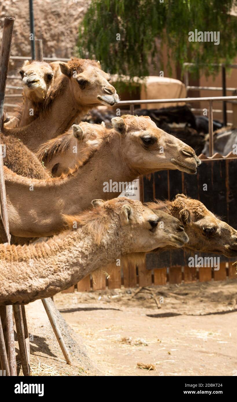 The herd of Camels on the farm Stock Photo - Alamy