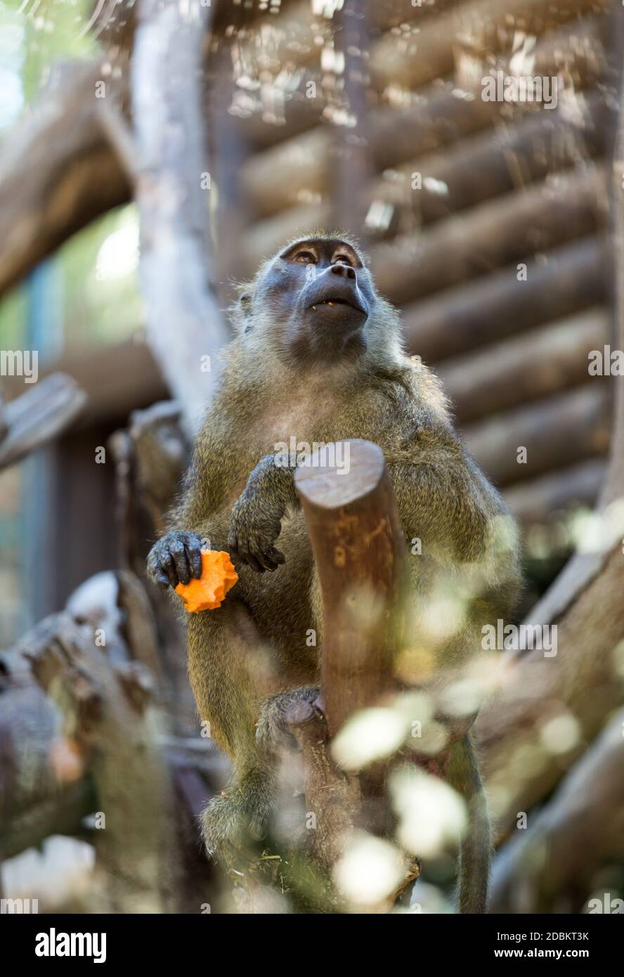 Marmoset monkey fruit hi-res stock photography and images - Alamy