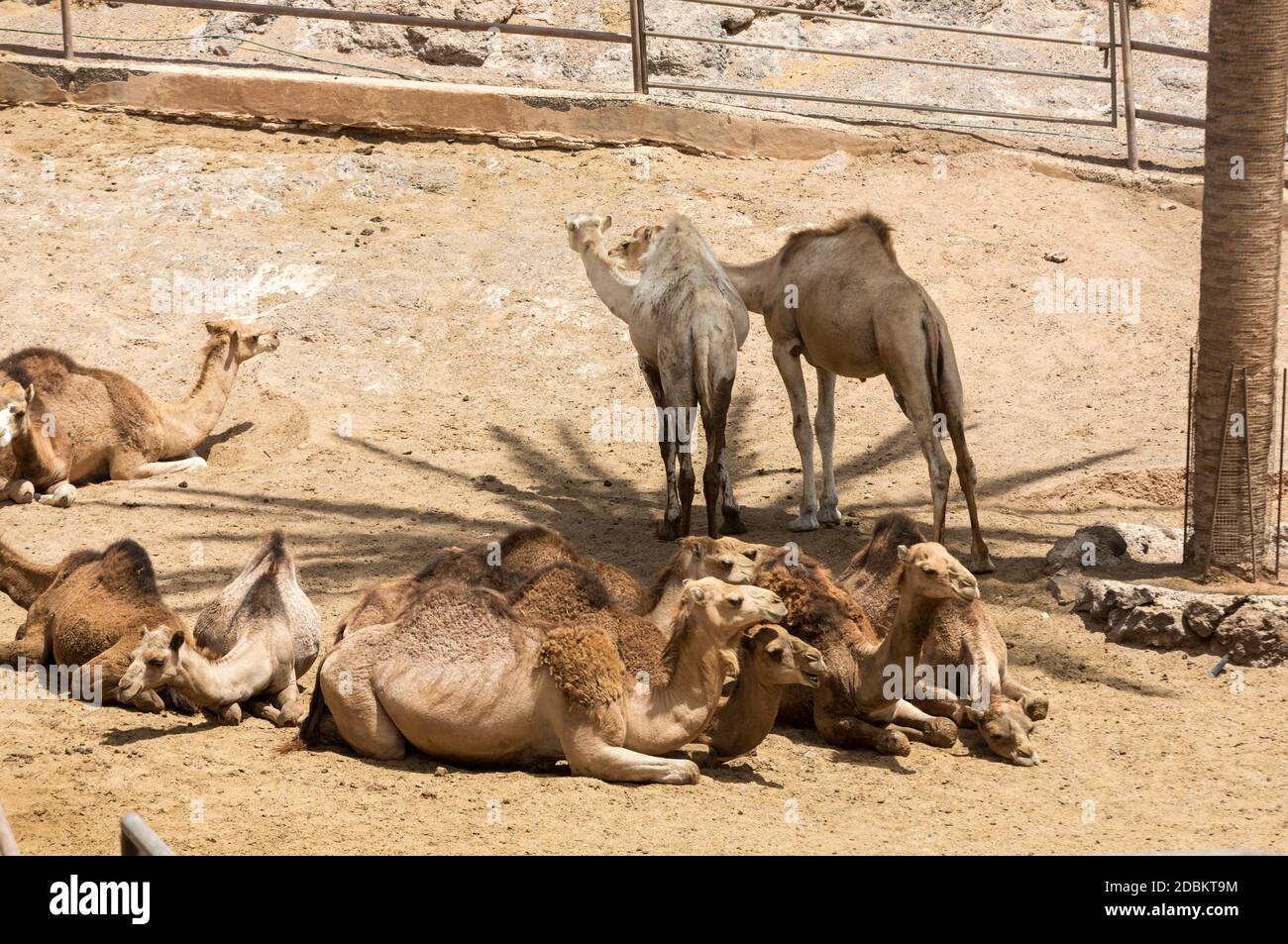 The herd of Camels on the farm Stock Photo - Alamy