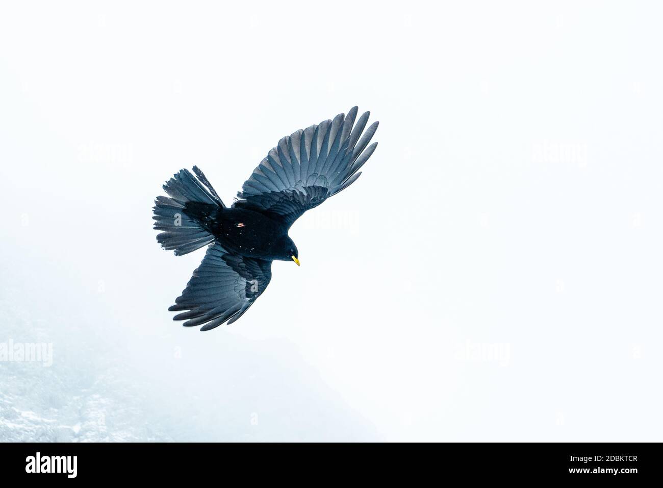 Alpine black chough flying with snowy background in Dolomitis mountain ...