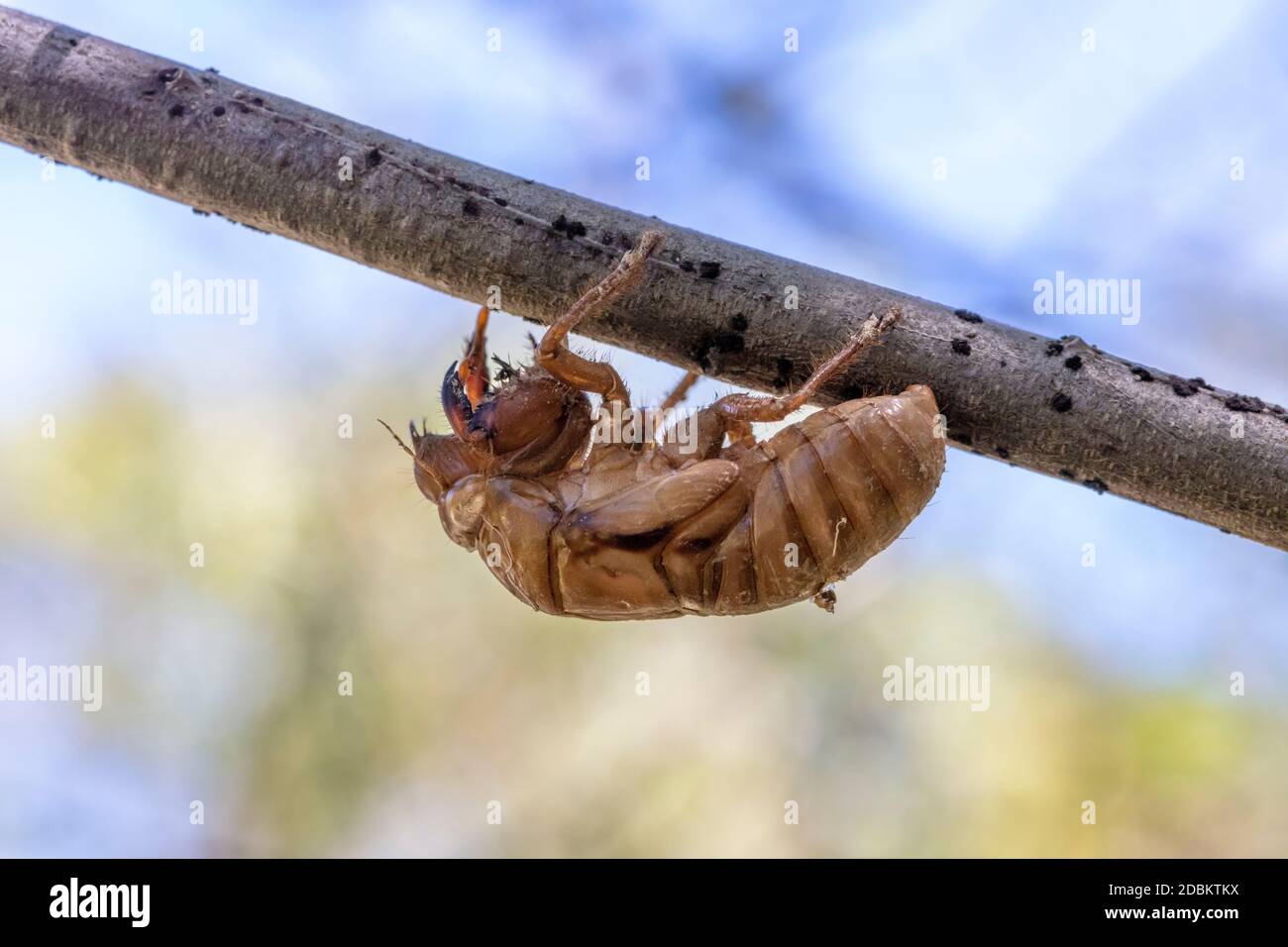 Close up view of a brown dead Cicada on a tree branch in the outdoors ...