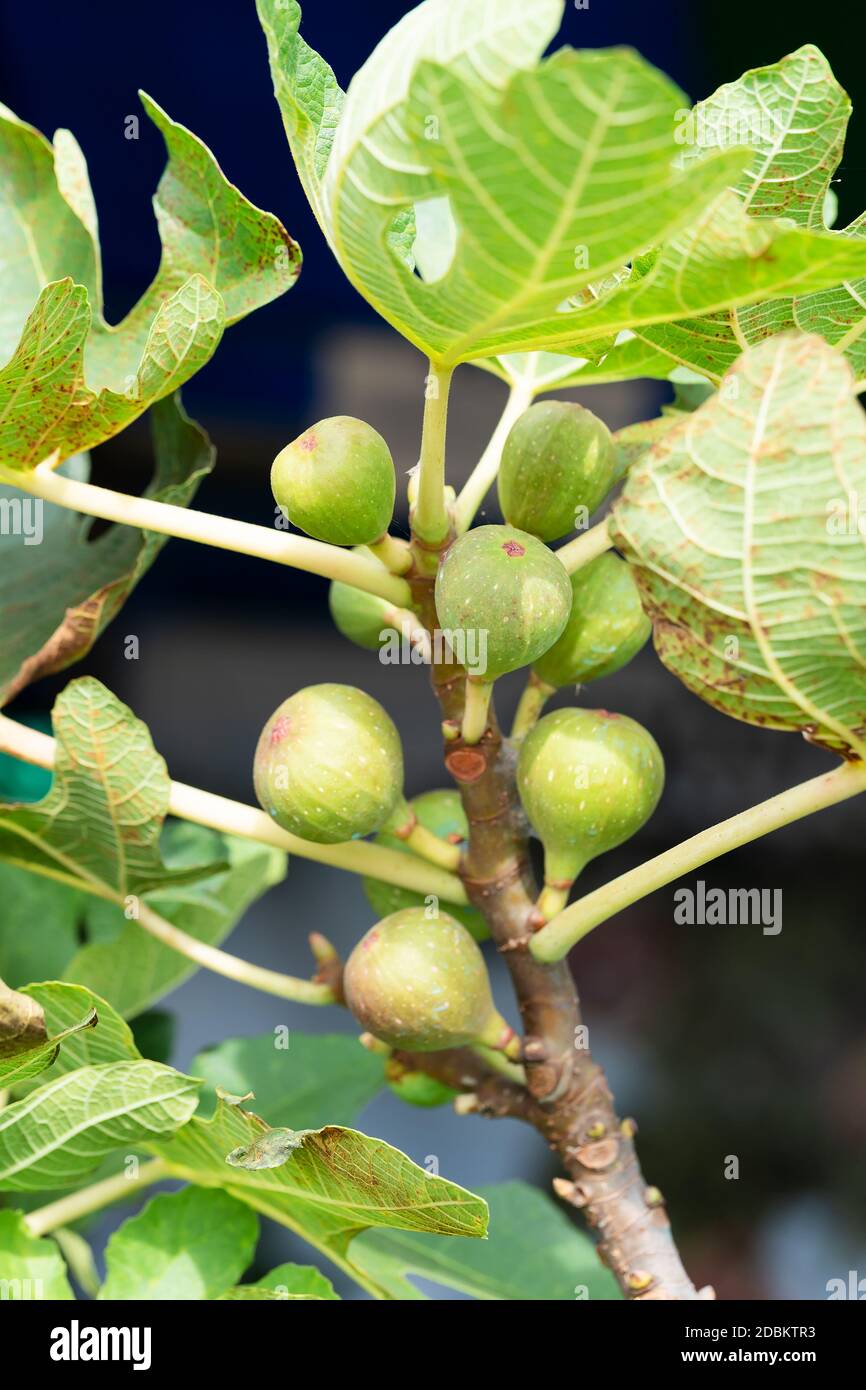 Ripped fig on the tree,Figs on the branch of a fig tree Stock Photo - Alamy