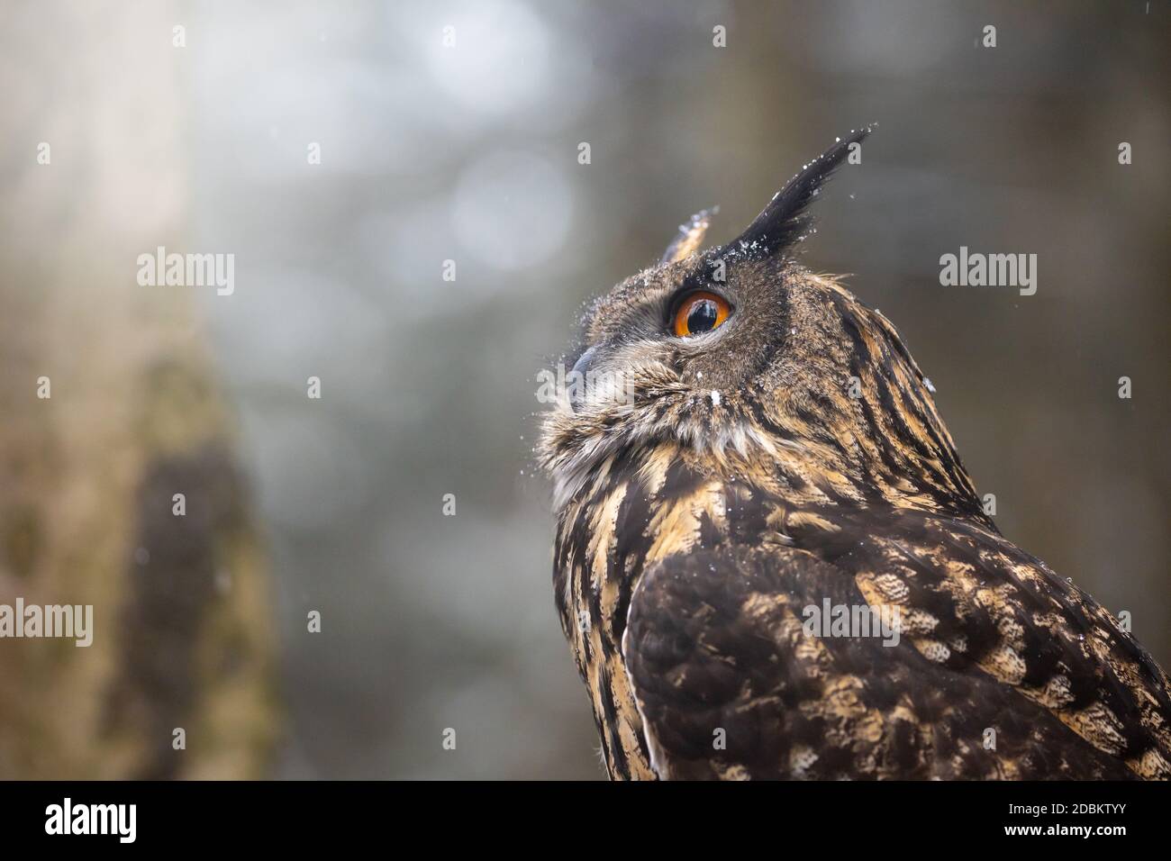 Side view portrait of Brown Owl closeup. There is enough space in the ...