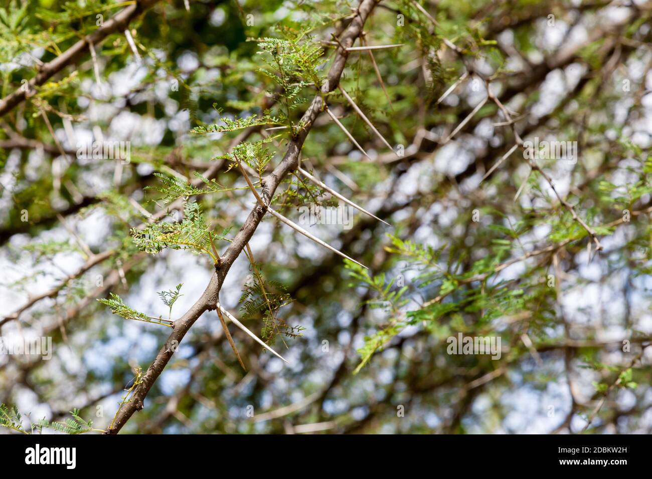 A large spines on an acacia tree in the savannah Stock Photo - Alamy