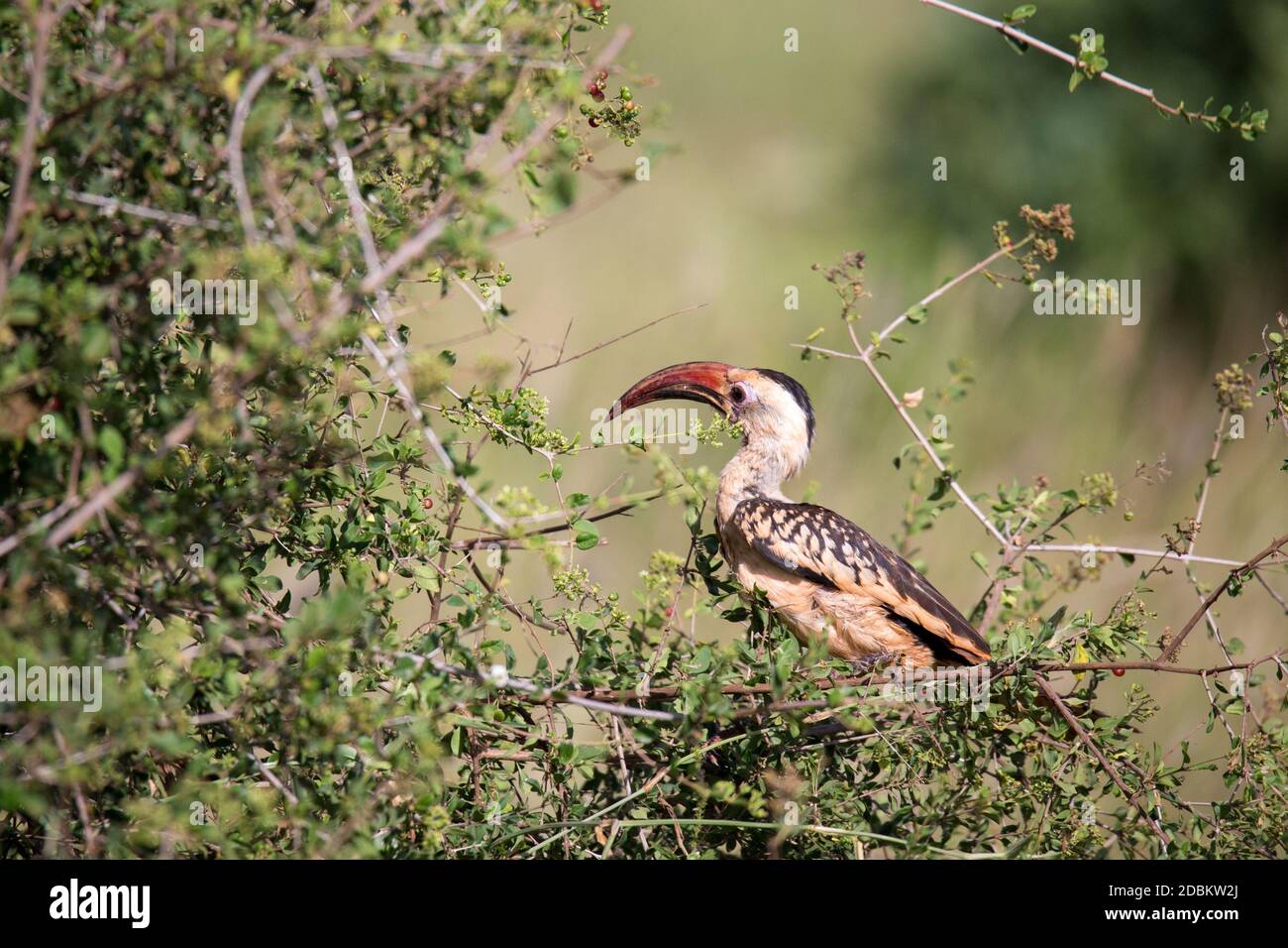 Kenyan Birds High Resolution Stock Photography and Images - Alamy