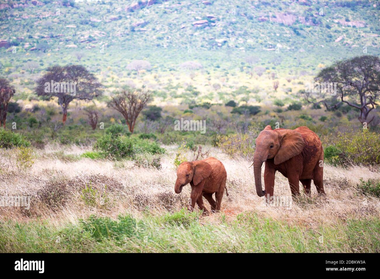 The family of red elephants on their trek through the savanna Stock ...