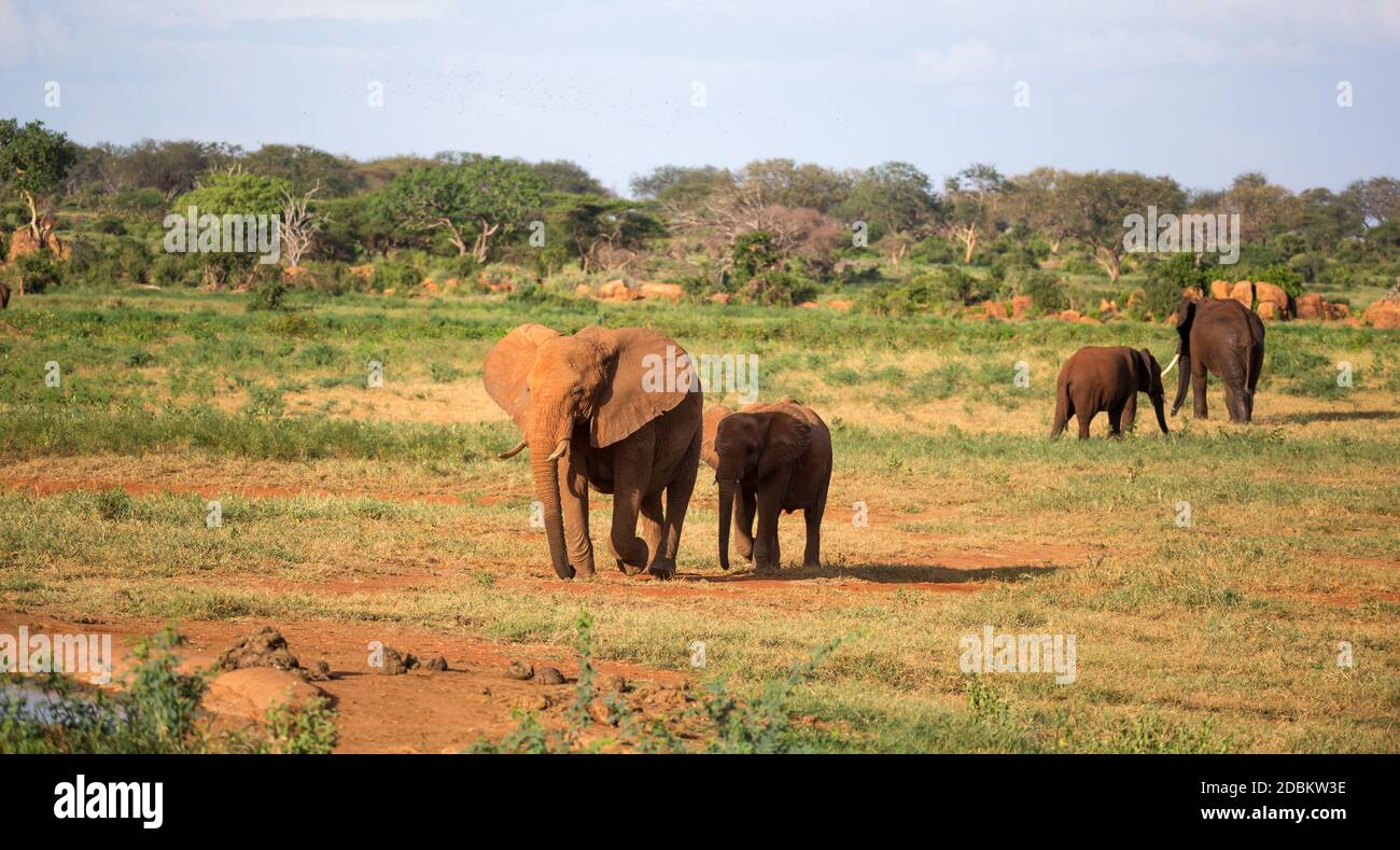 The large family of red elephants on their way through the Kenyan ...
