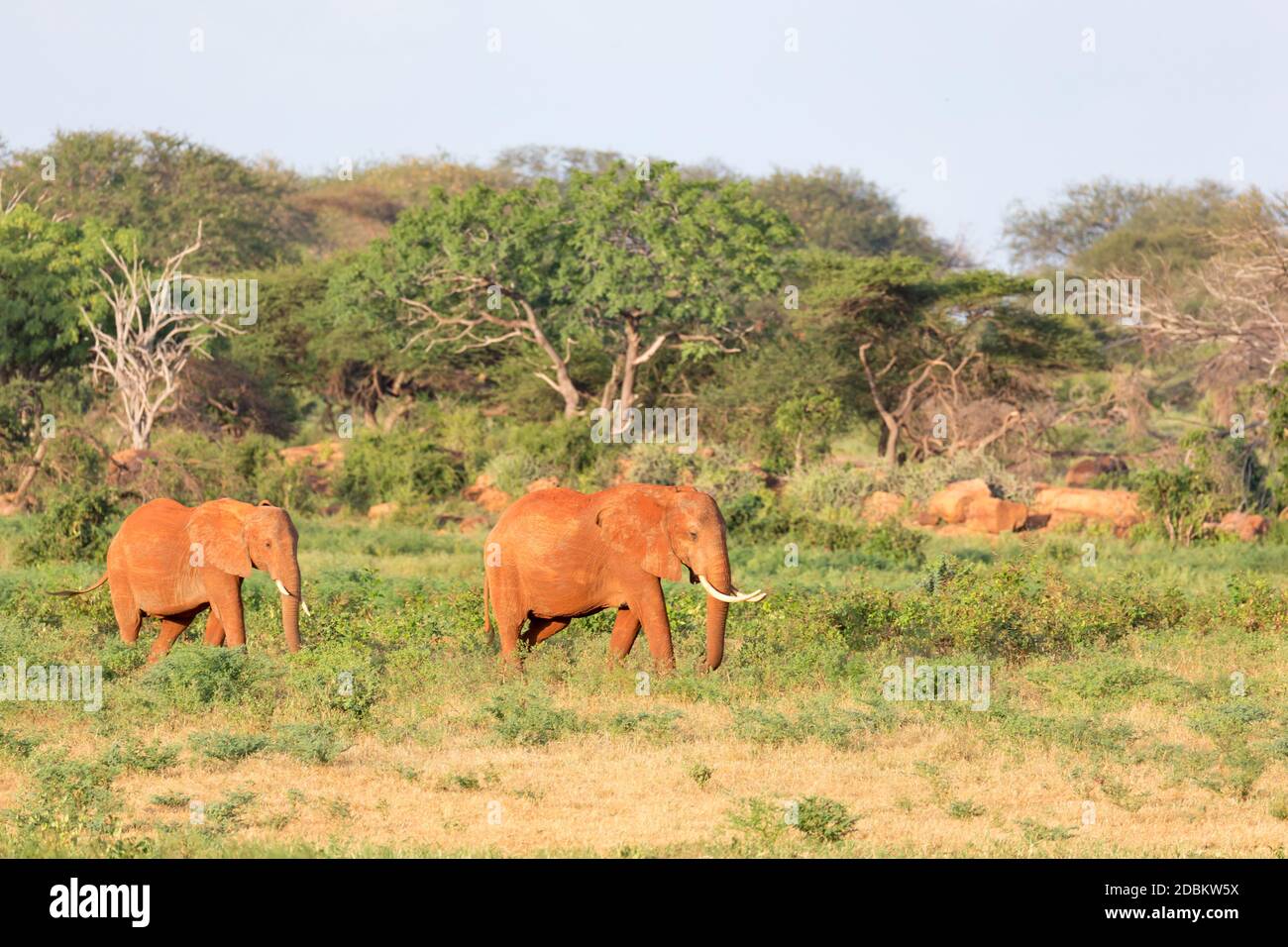 The large family of red elephants on their way through the Kenyan ...
