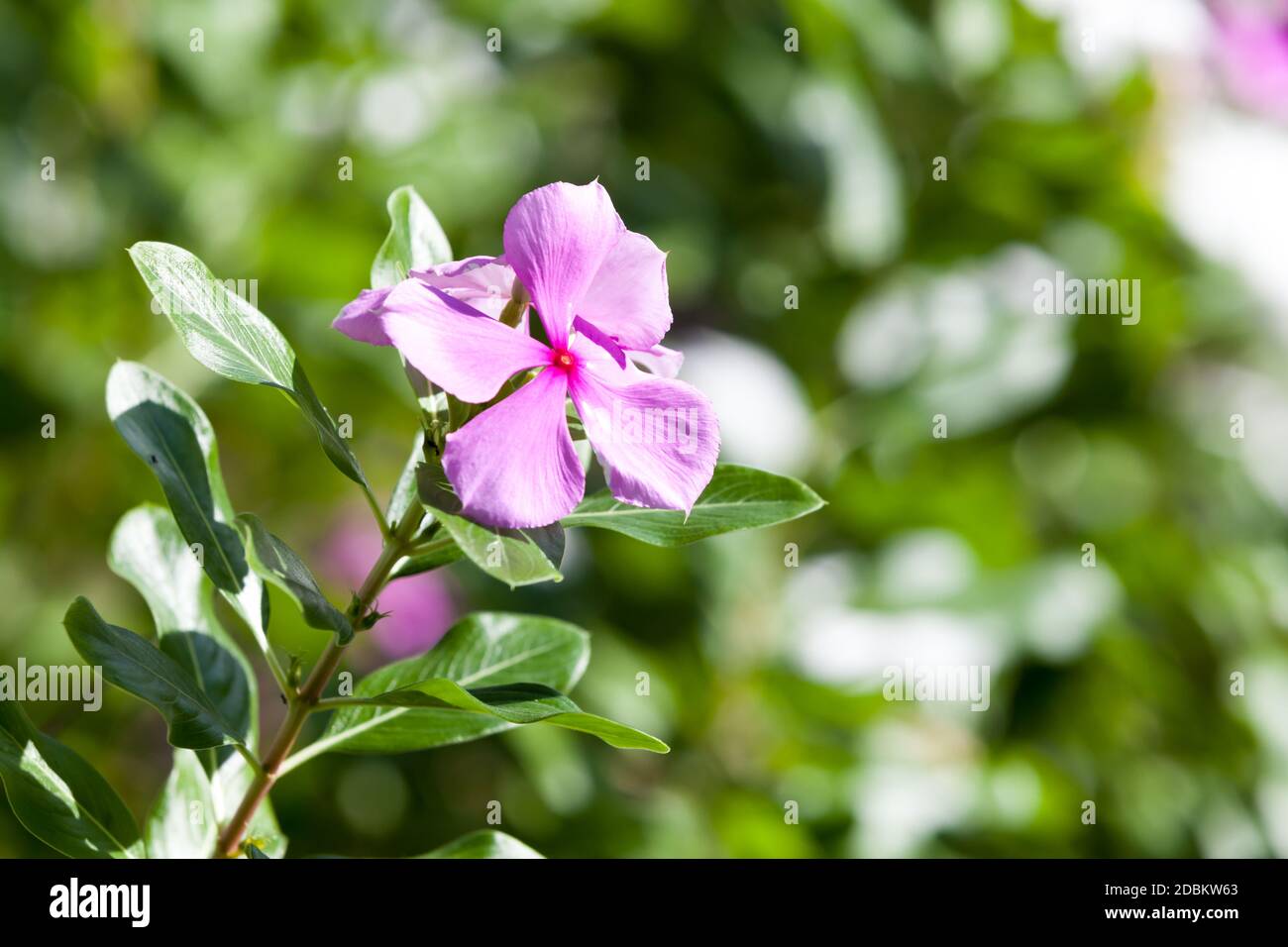 Exotic colorful flowers on the bush with a lot of green leaves Stock ...