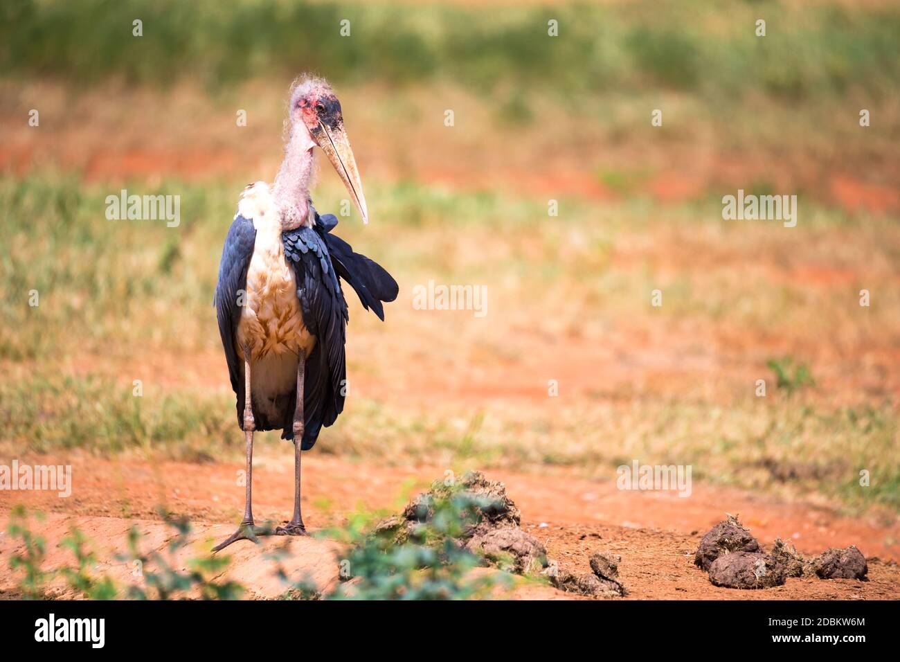 One marabou bird in the savanna with red soil Stock Photo - Alamy
