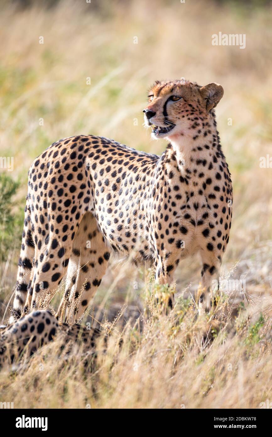 Cheetah walking in desert hi-res stock photography and images - Alamy
