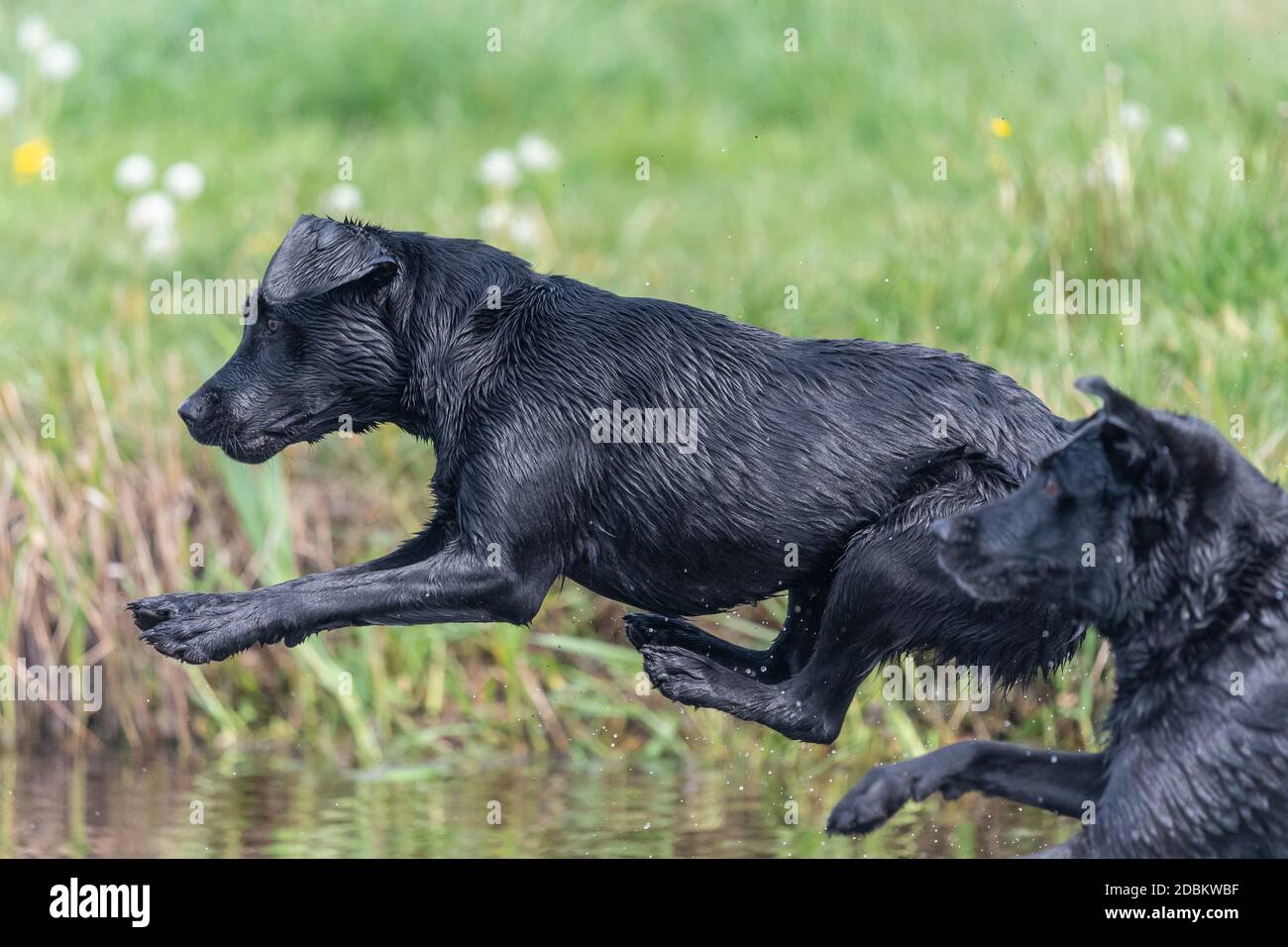 Black labrador jumping into water hi-res stock photography and images ...