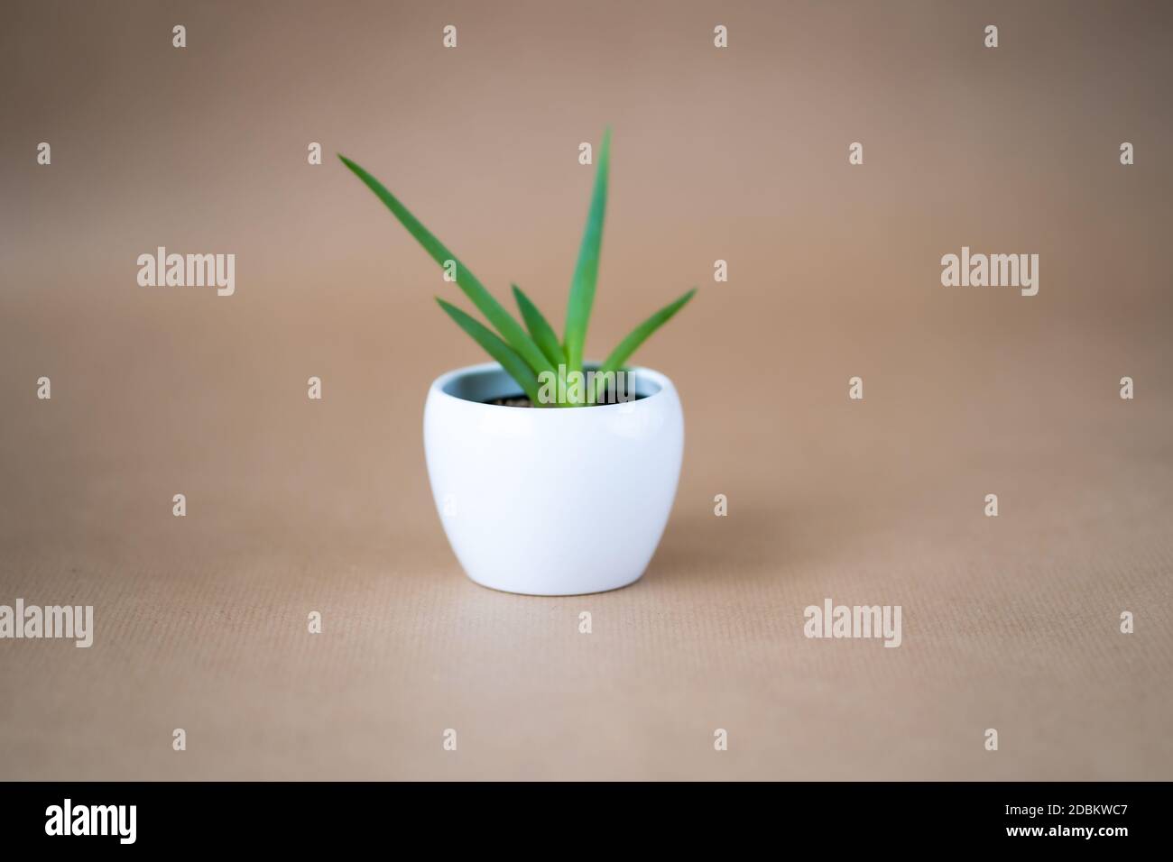 Only one flower hi-res stock photography and images - Alamy