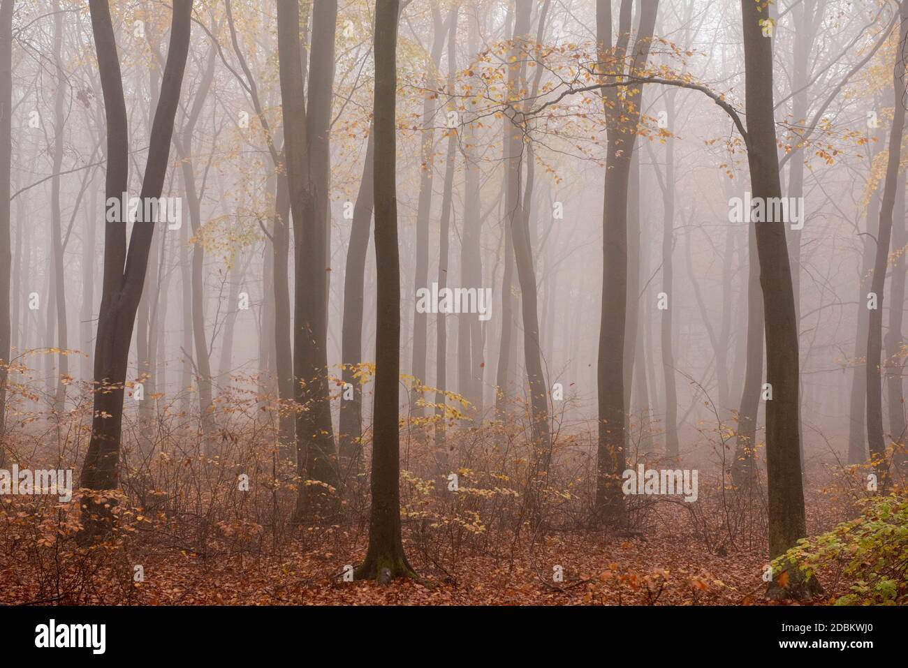 Misty Morning at Nomanshill Woods in Nottinghamshire England UK Stock ...