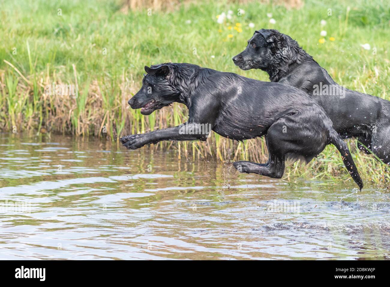 Two black labradors jumping into the water together Stock Photo - Alamy