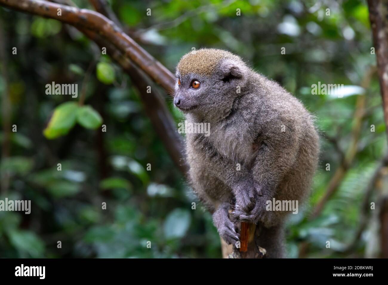 One little lemur on the branch of a tree in the rainforest Stock Photo ...