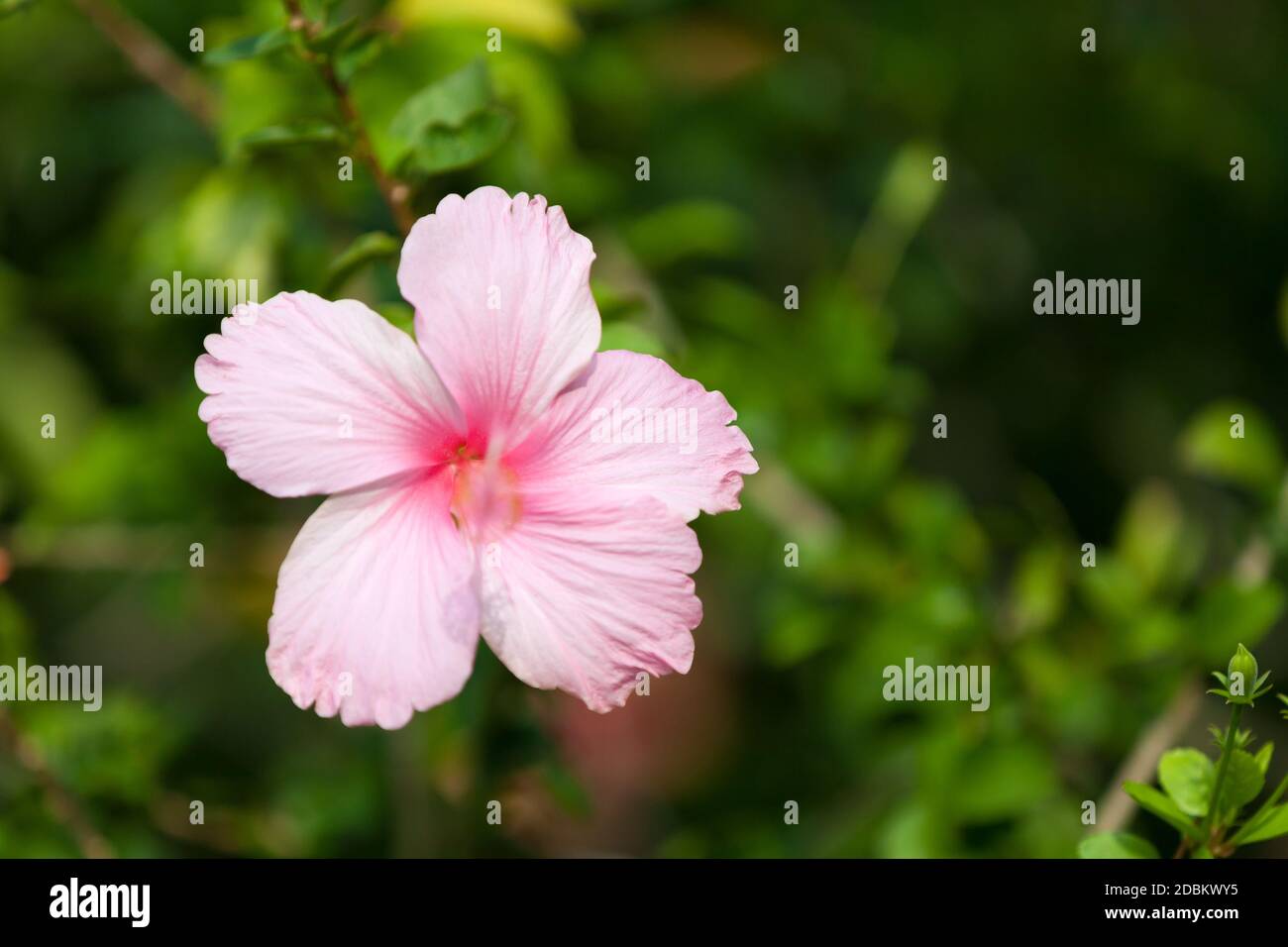 Caribbean flame tree red flowers hi-res stock photography and images ...