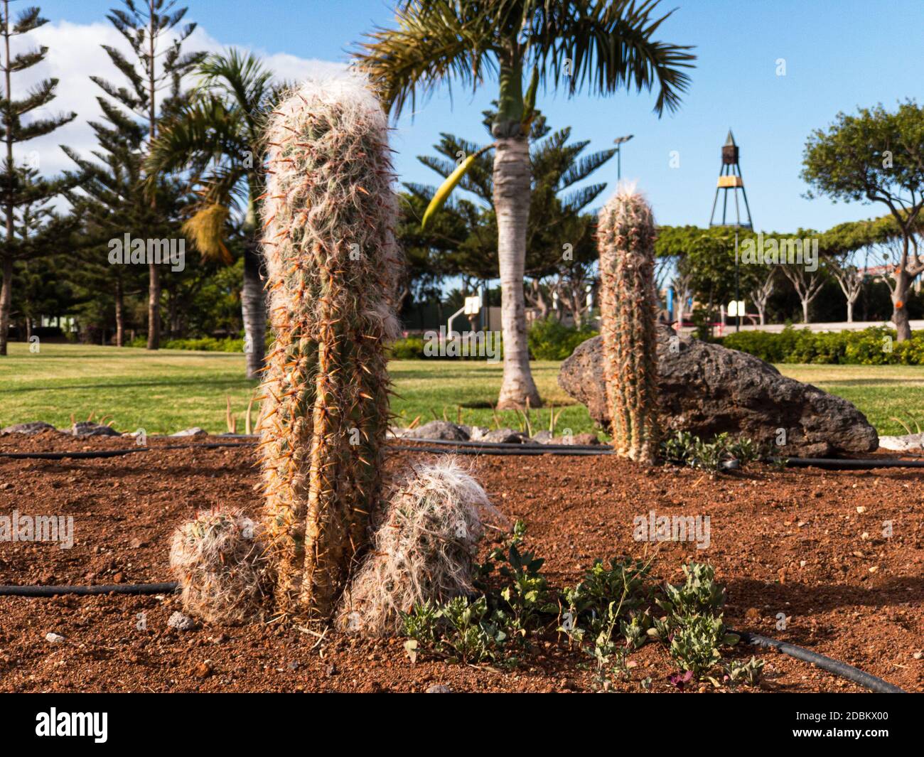 Climbing cactus hi-res stock photography and images - Alamy