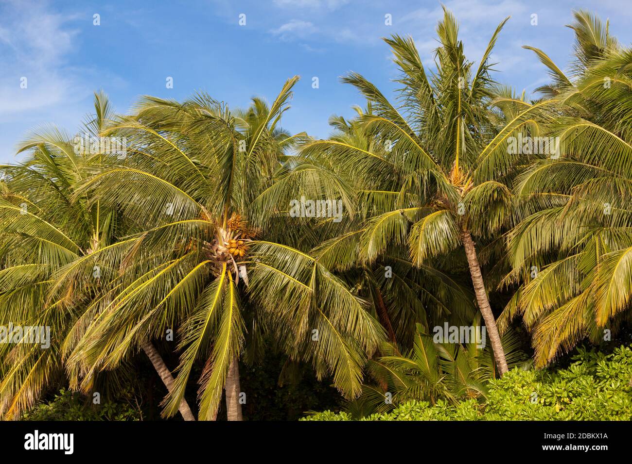 Maldives, palm trees and a blue sky Stock Photo - Alamy