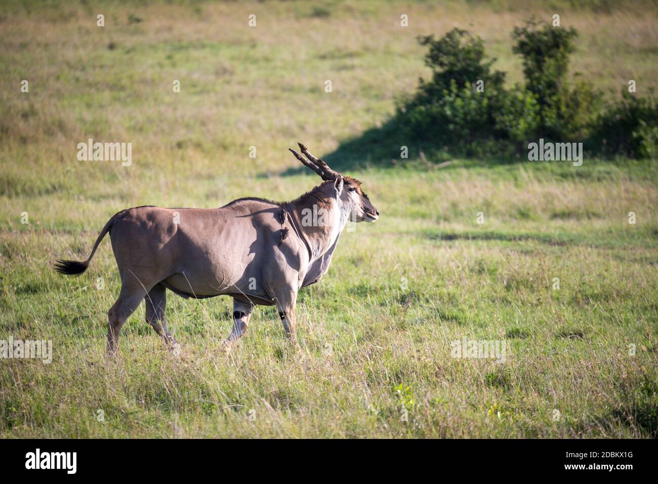 The Eland, the largest antelope, in a meadow in the Kenyan savanna ...