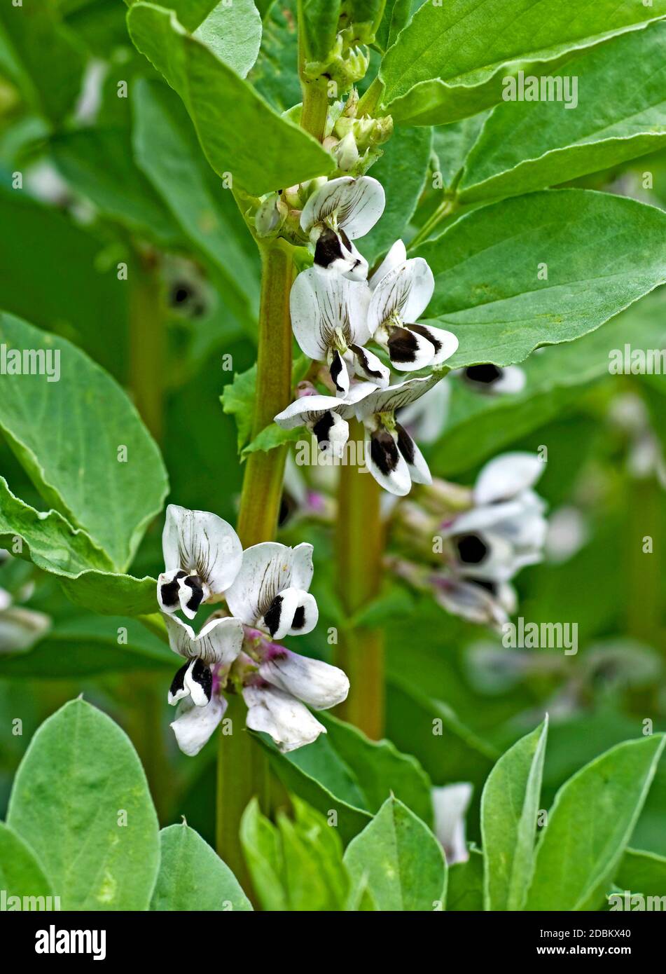 Broad Bean Plants Witkiem Manita In Flower In Early Summer In English Broad Bean Plants Witkiem Manita In Flower In Early Summer In English