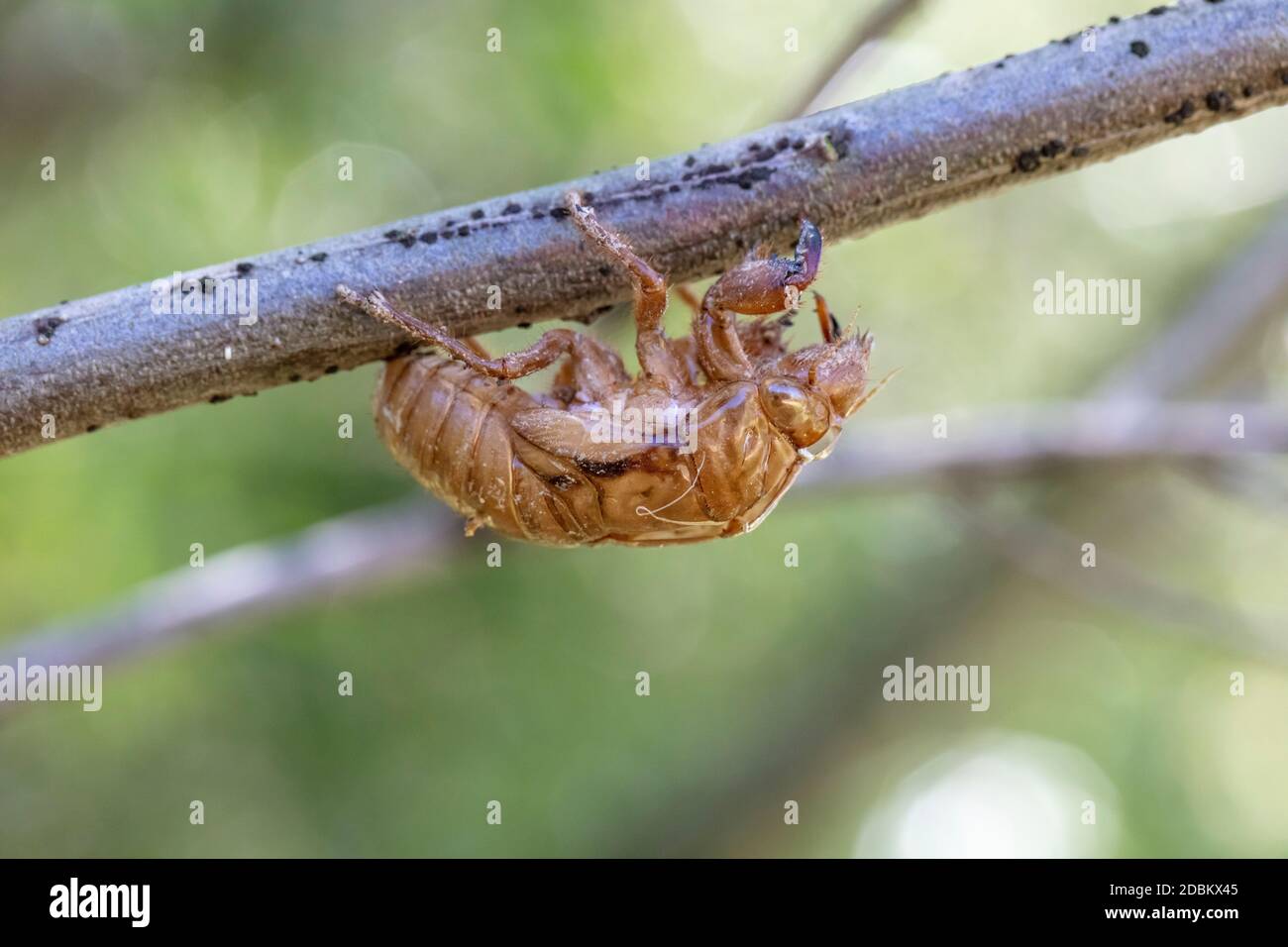 Close up view of a brown dead Cicada on a tree branch in the outdoors ...