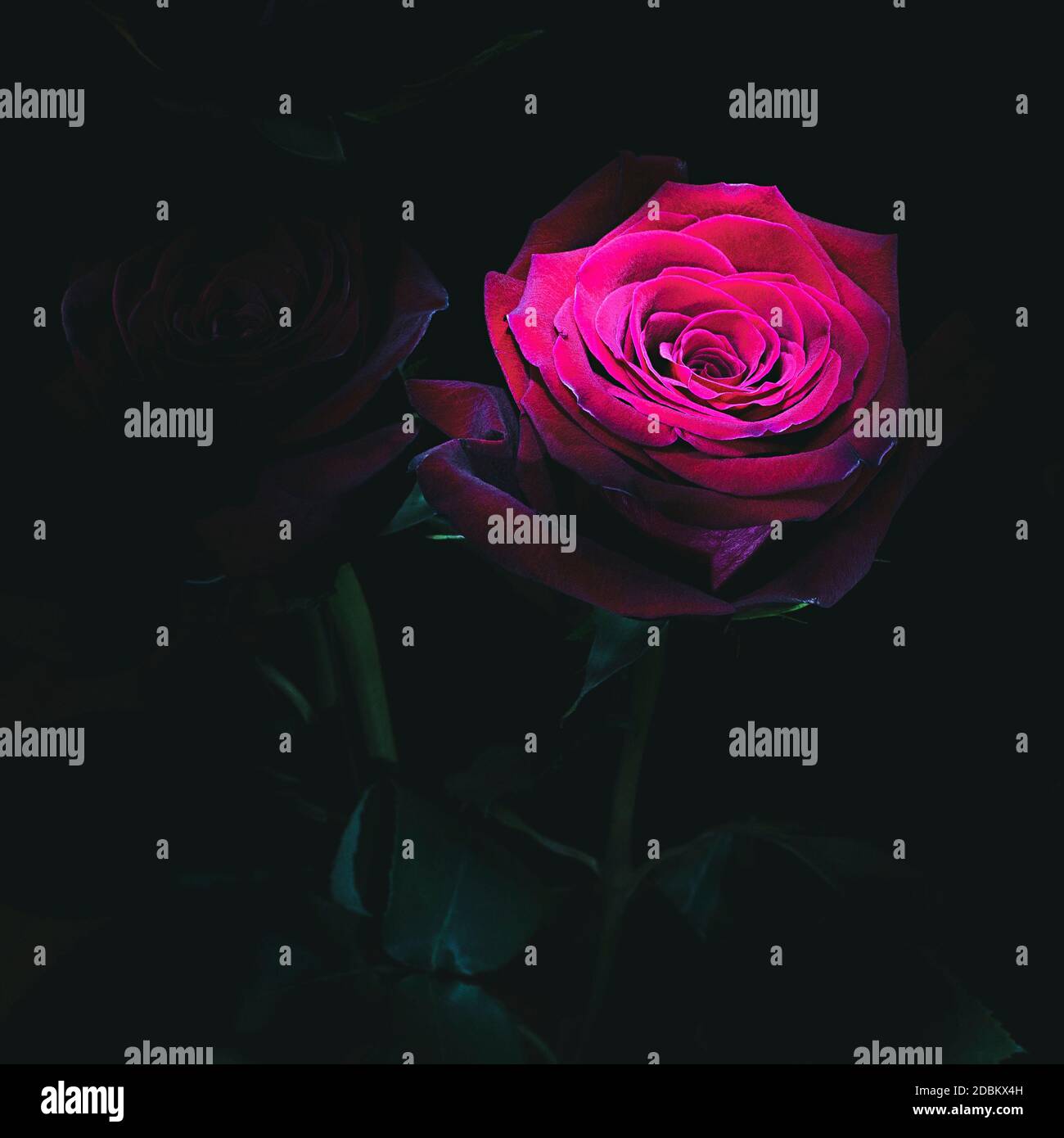gorgeous scarlet roses on a background of darkness Stock Photo - Alamy