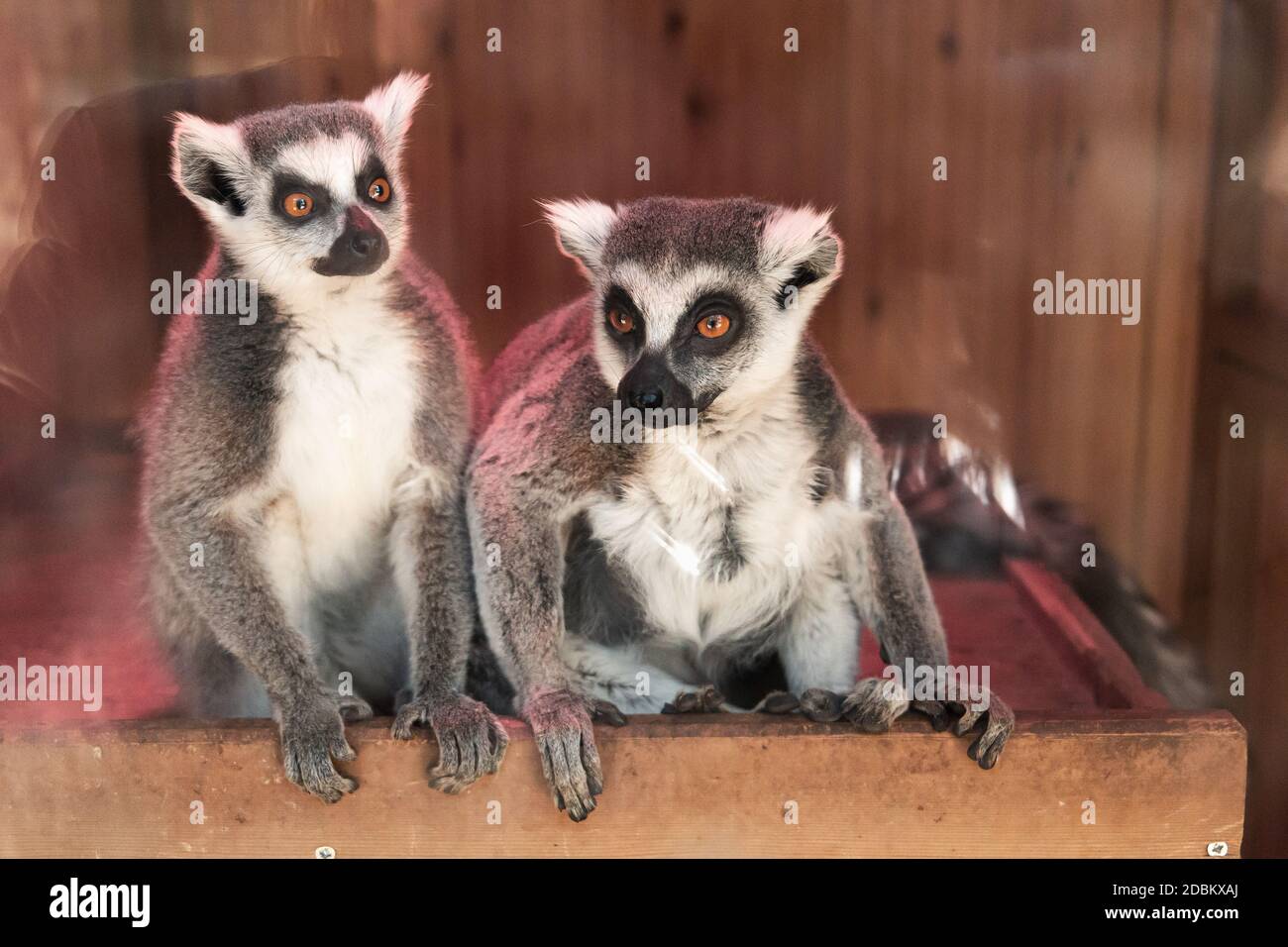 two Madagascar cats are sitting in a warm paddock under a warming red ...