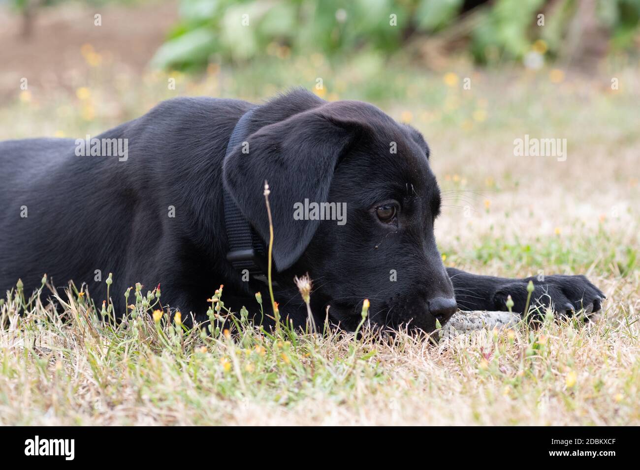 Portrait of an 11 week old black Labrador puppy playing with a stick ...