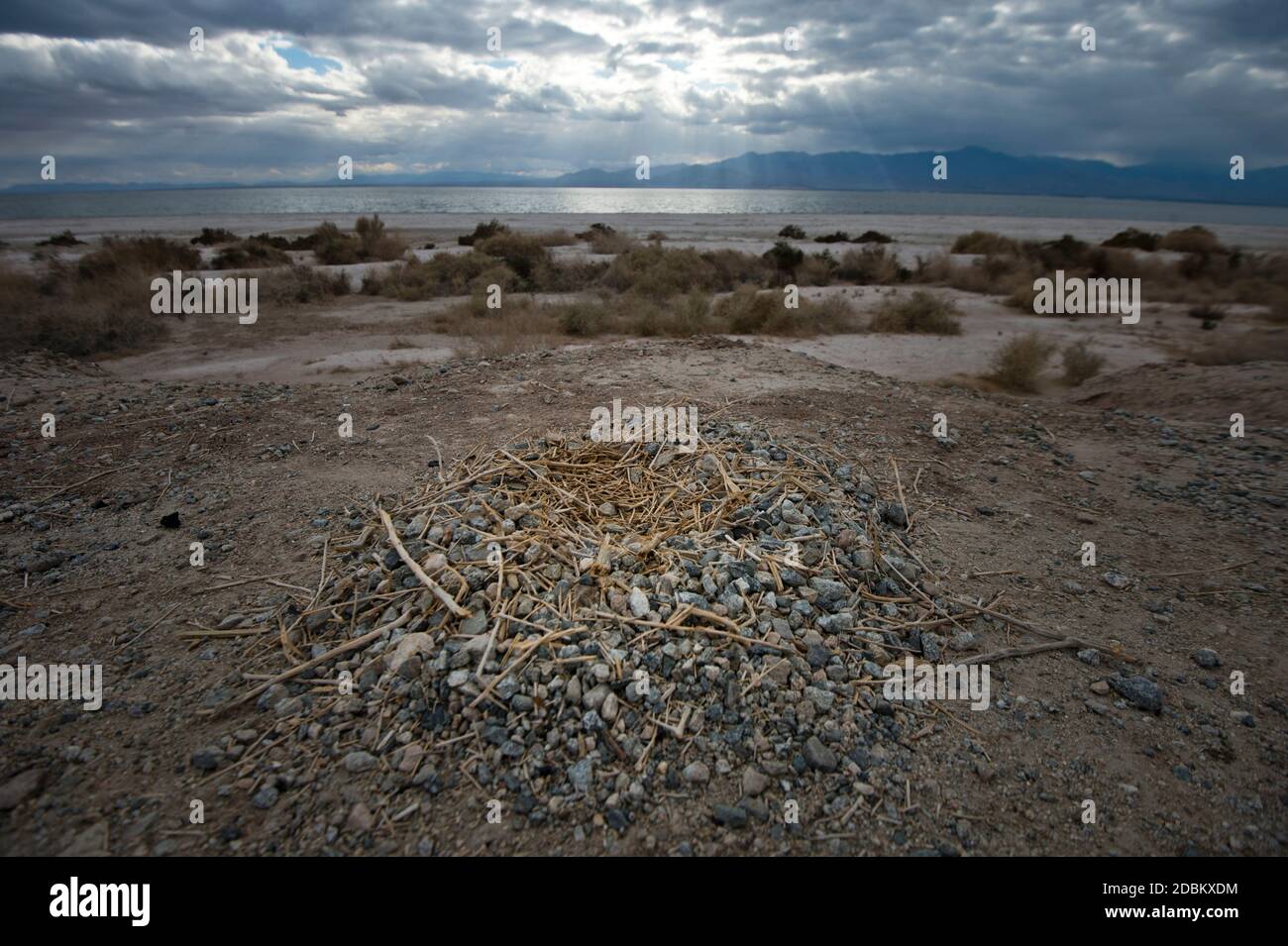 Lakeshore birds nest, California, USA Stock Photo - Alamy
