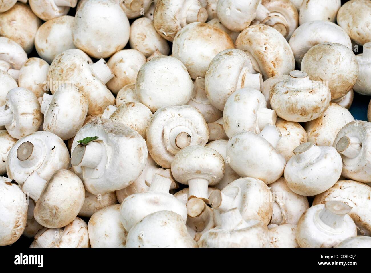 Fresh white button mushrooms on the market Stock Photo - Alamy