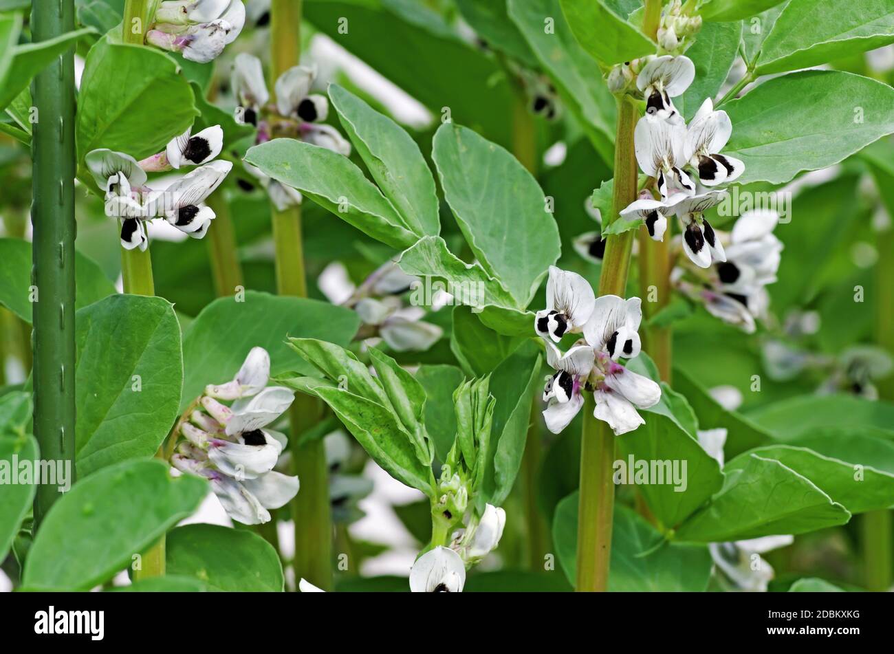 Broad bean plants "Witkiem Manita" in flower in early summer in English ...