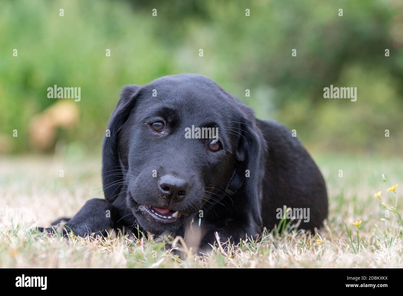 Portrait of an 11 week old black Labrador relaxing on the grass Stock ...