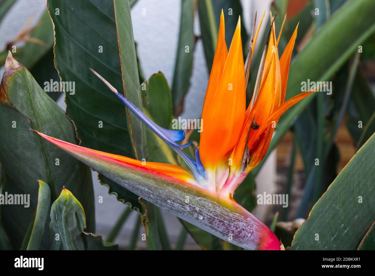 Bird of Paradise flower (Strelitzia), On La Palma, Canary Islands Stock ...