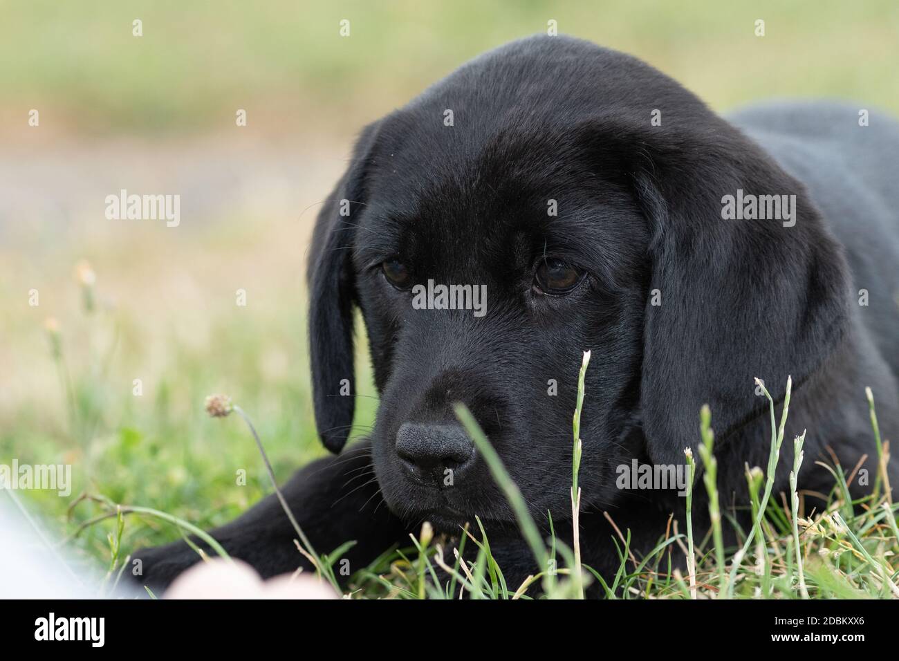 Cute portrait of an 8 week old black Labrador puppy sitting on the ...