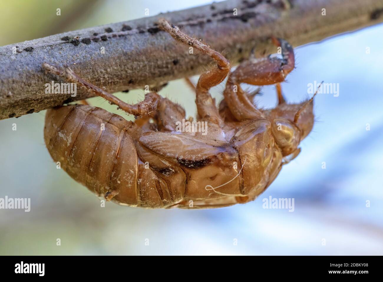Close up view of a brown dead Cicada on a tree branch in the outdoors ...