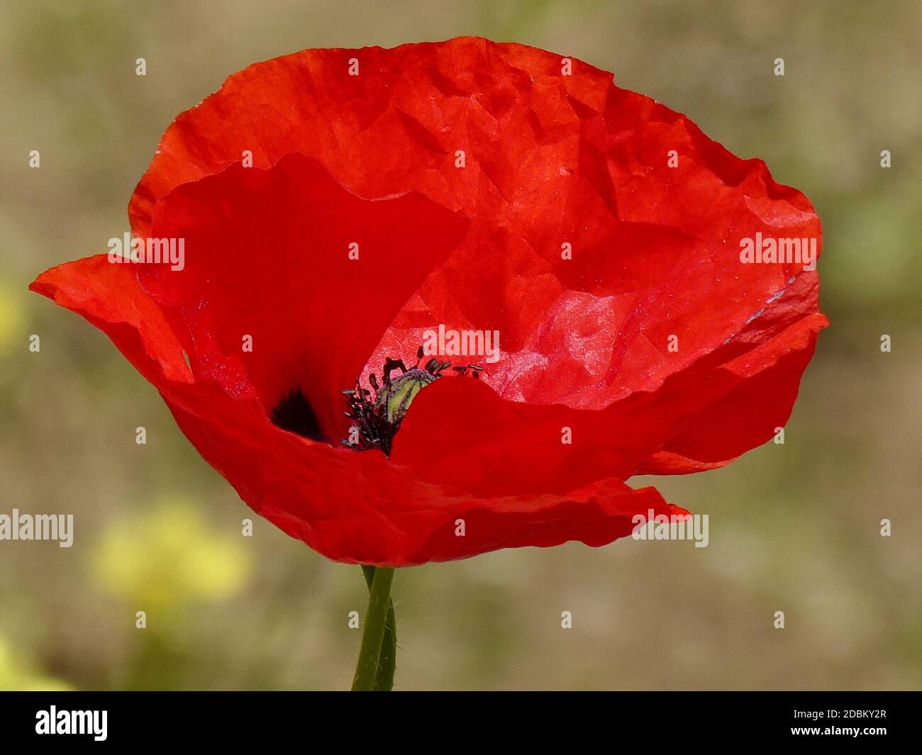 Fire flower hi-res stock photography and images - Alamy