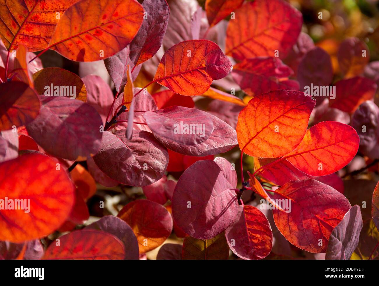 full frame sunny red leaves background Stock Photo - Alamy