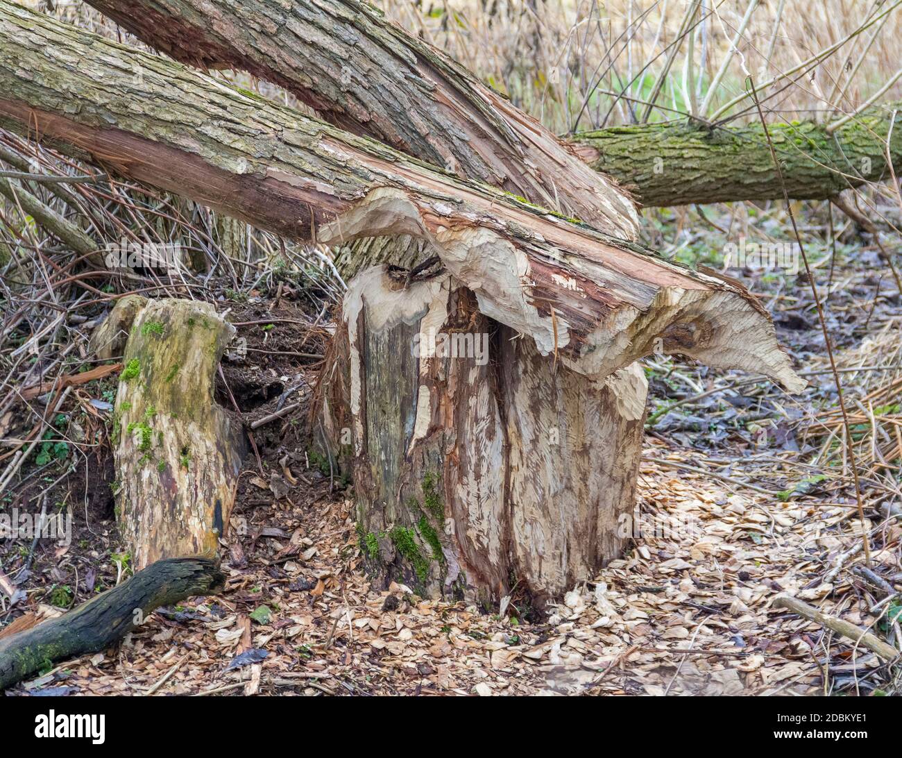 Gnawed off tree hi-res stock photography and images - Alamy