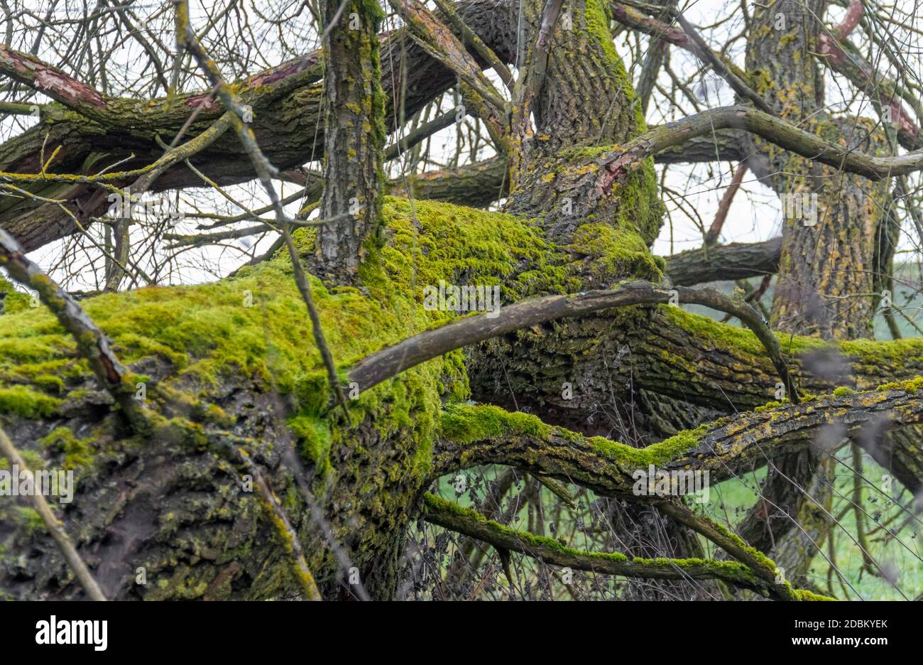 old tree with lots of boughs and branches at winter time seen in ...