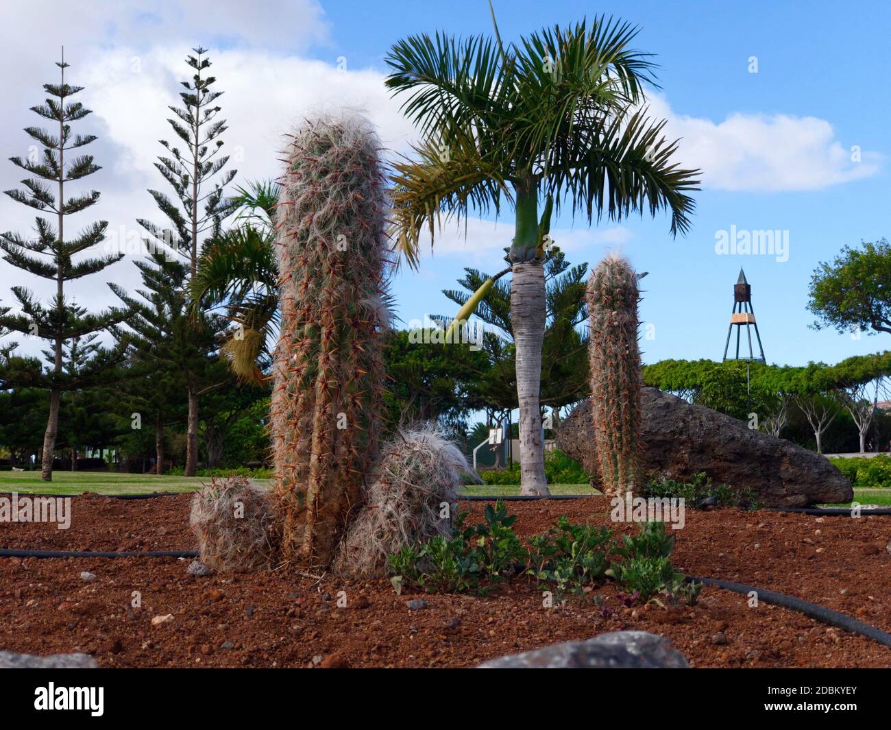 Climbing cactus hi-res stock photography and images - Alamy