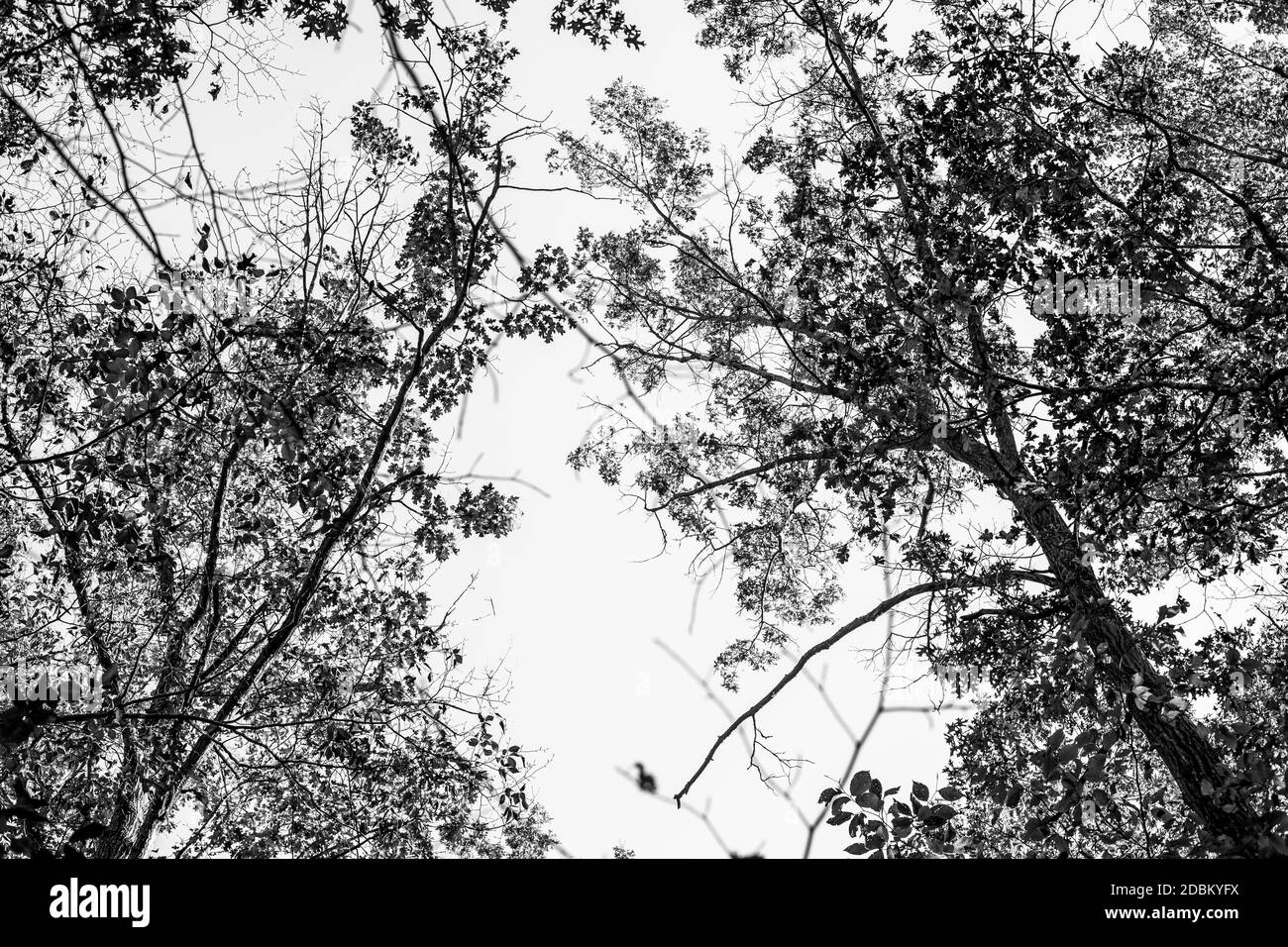Black and white Tree , Branch, Trunk, Twig Stock Photo - Alamy