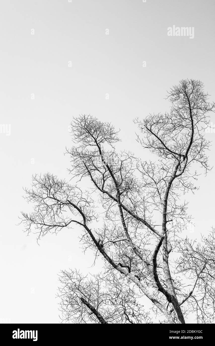 Black and white Tree , Branch, Trunk, Twig Stock Photo - Alamy
