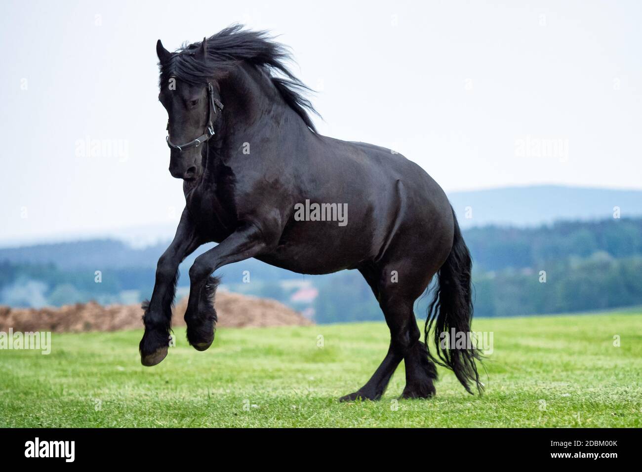 Black Friesian horse running in field Stock Photo - Alamy