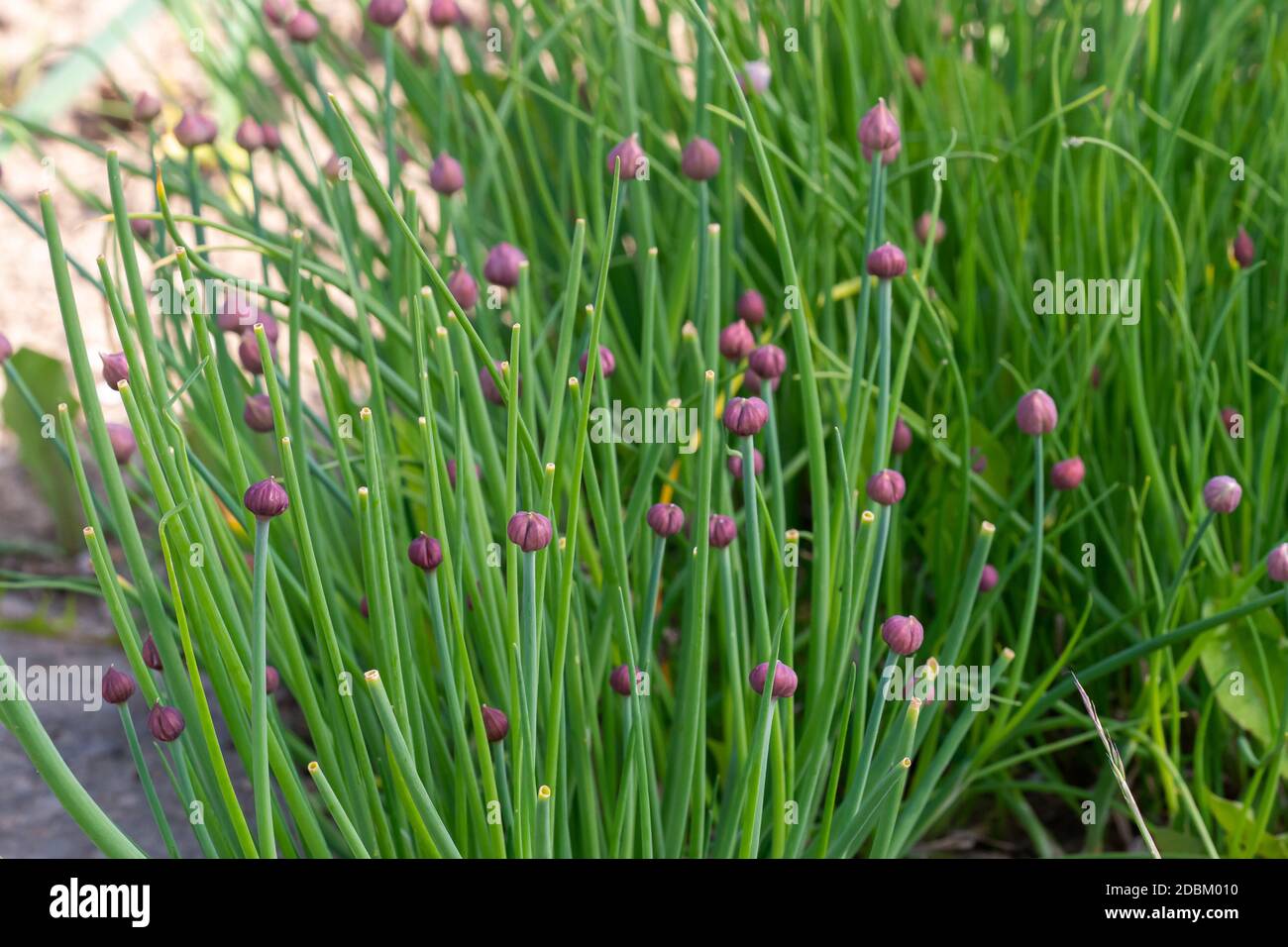Fresh blooming chive. Green chives in garden Stock Photo - Alamy