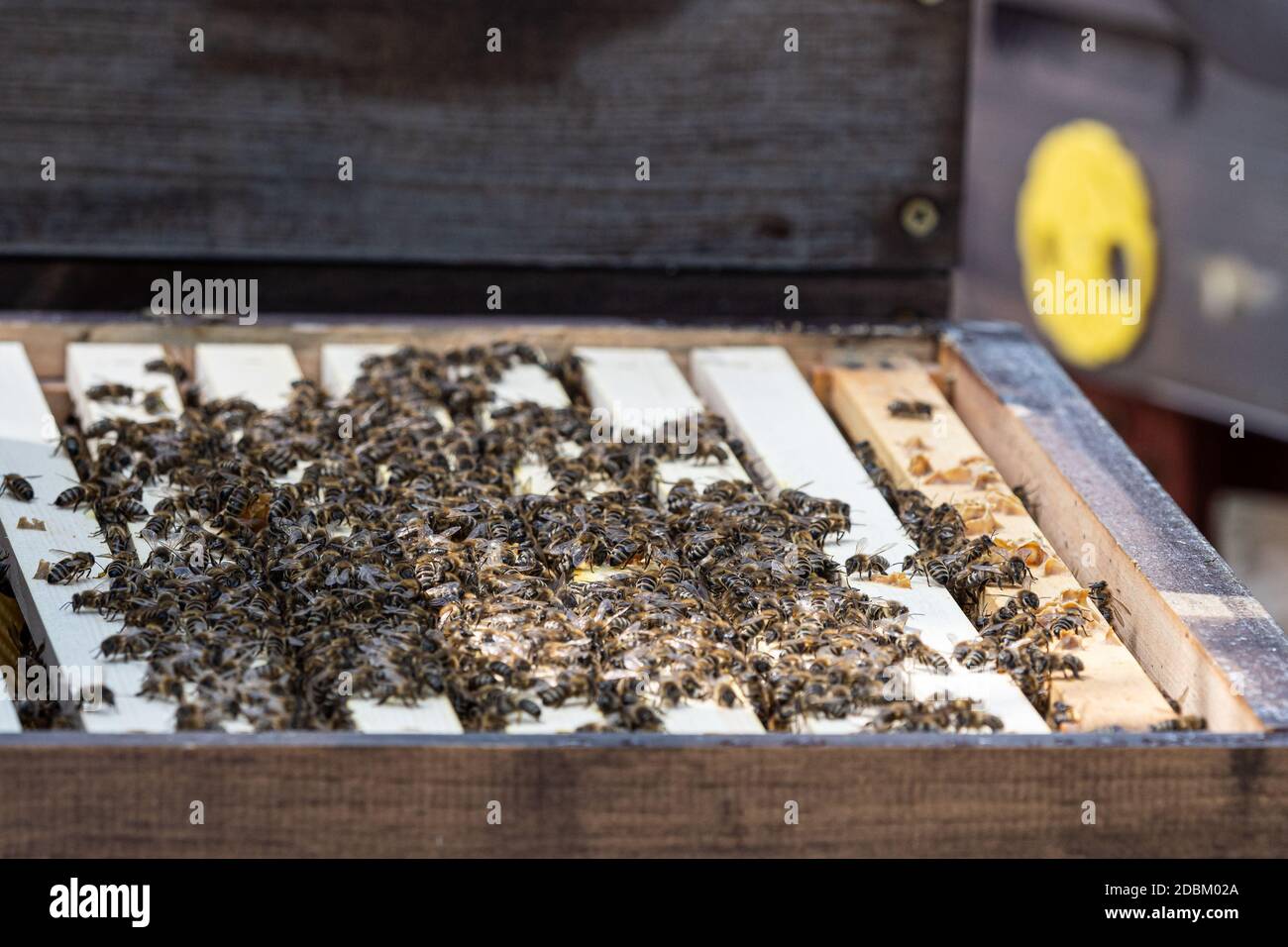 Close up view of the open hive showing the frames populated by honey ...