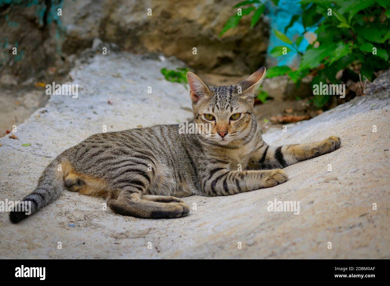 The cat has the pattern like a tiger lying on the street Stock Photo ...